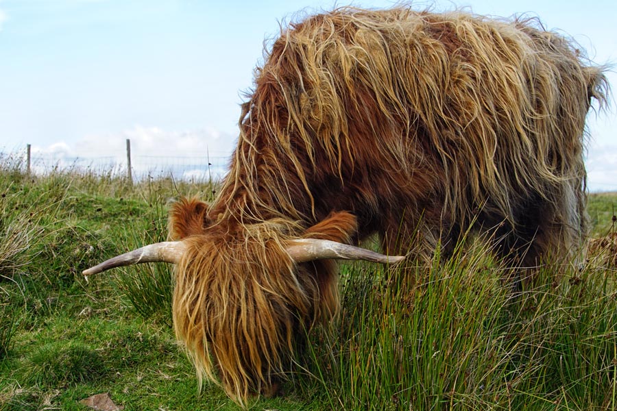 heeland coo - Grandma's Escapades